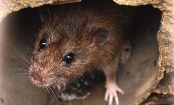 ¿Cómo hacer una barrera contra roedores? - COMPARATIVAS DE BRICOLAJE